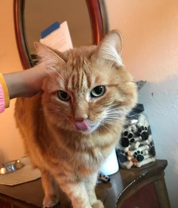 Pet Sitting Visits And Requirements For You Cat JenLovesPets Pet Sitting Visits And Requirements For You Cat JenLovesPets