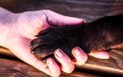 Animal Behaviors and why dogs put their paws on you - JenLovesPets